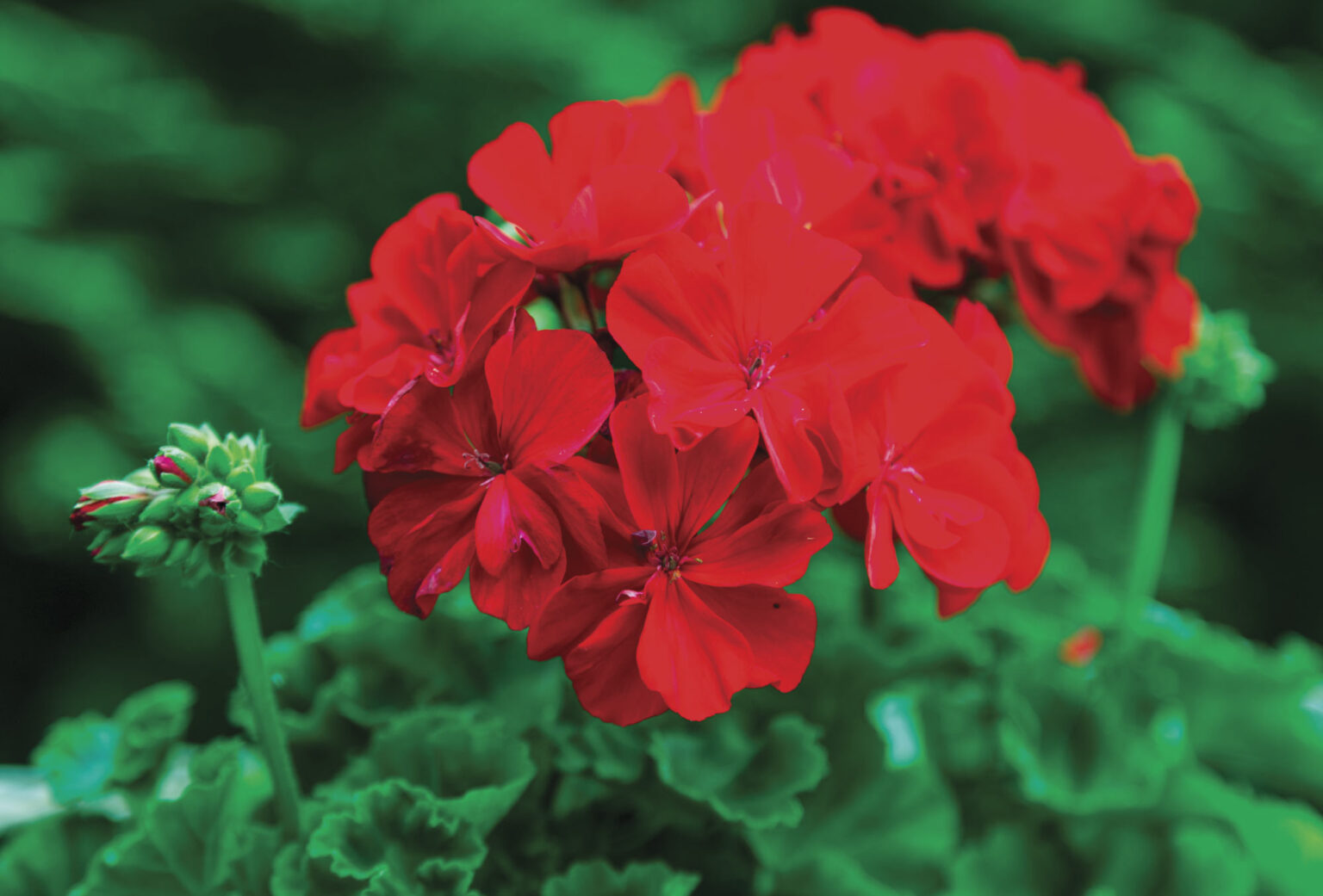 C’est la saison – Fleurs et Plantes d'Alsace